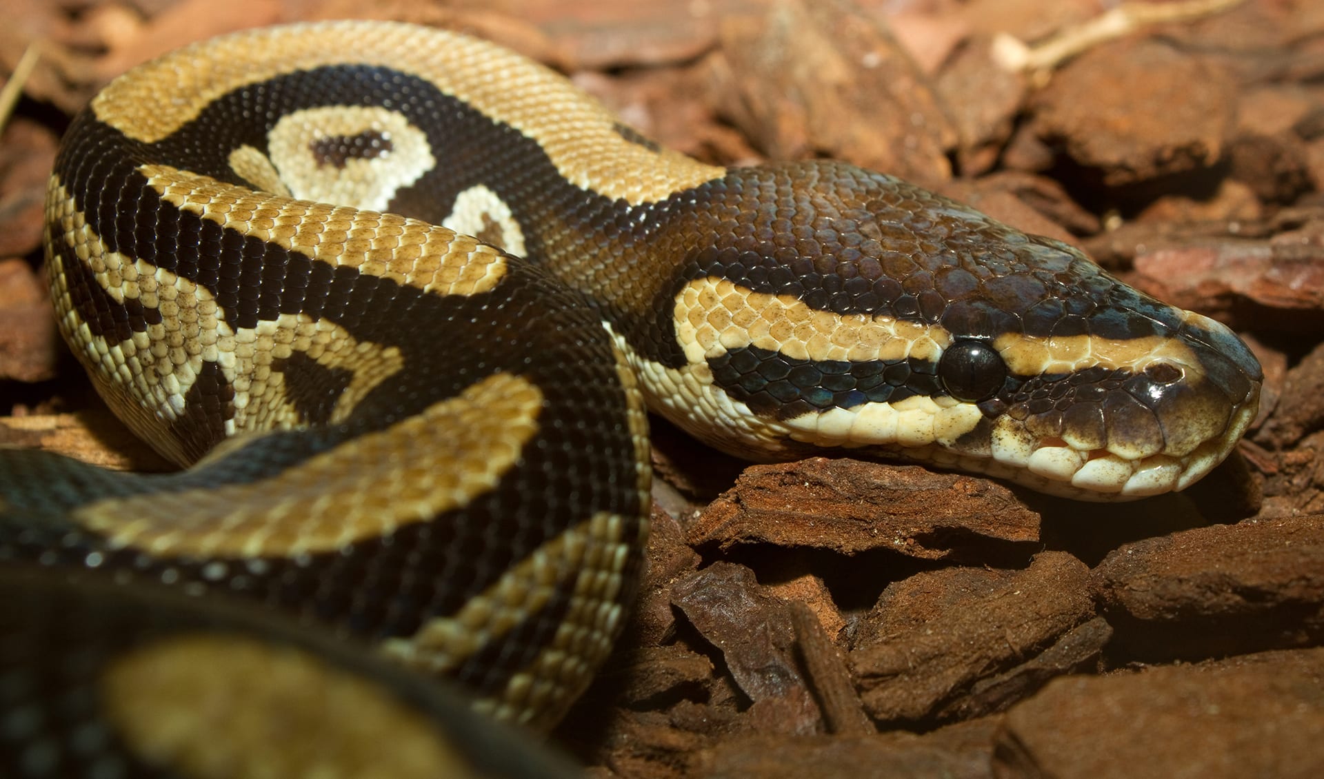 Ball python facts, distribution & population | BioDB